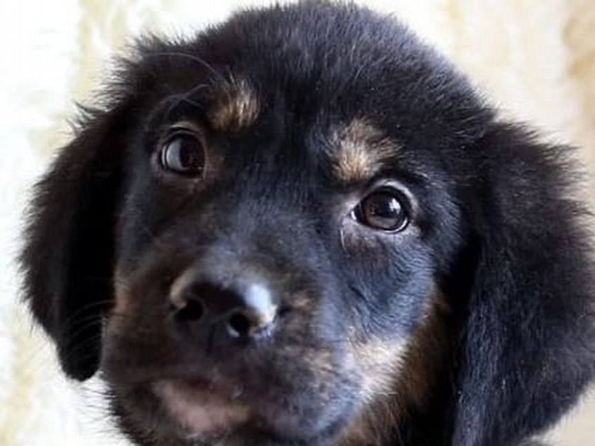 Мальчики и девочки щеночки