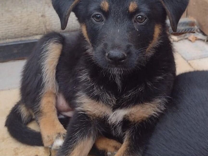 Метисы овчарки