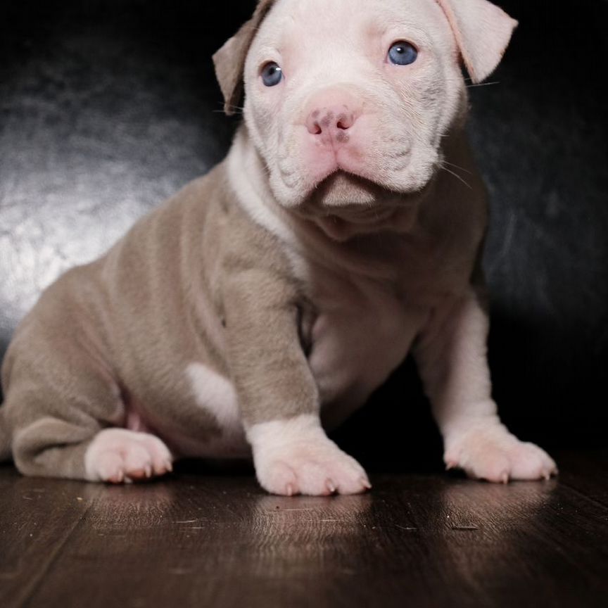 Щенки американский булли