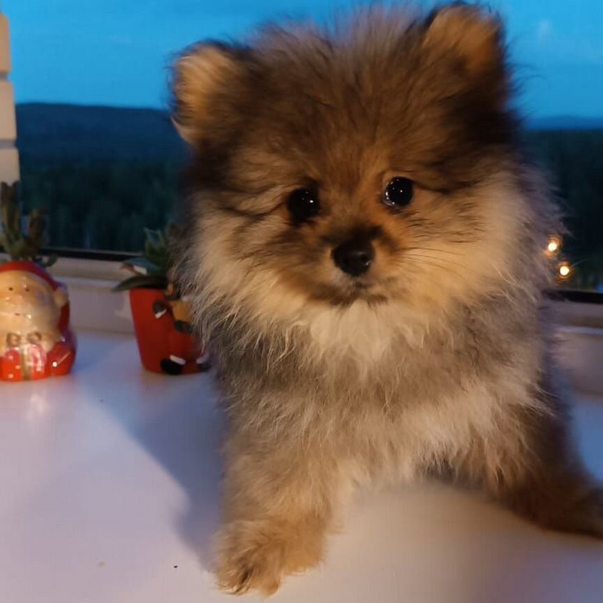 Померанский шпиц тип мишка мини
