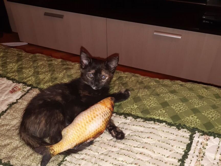Котята. Киса