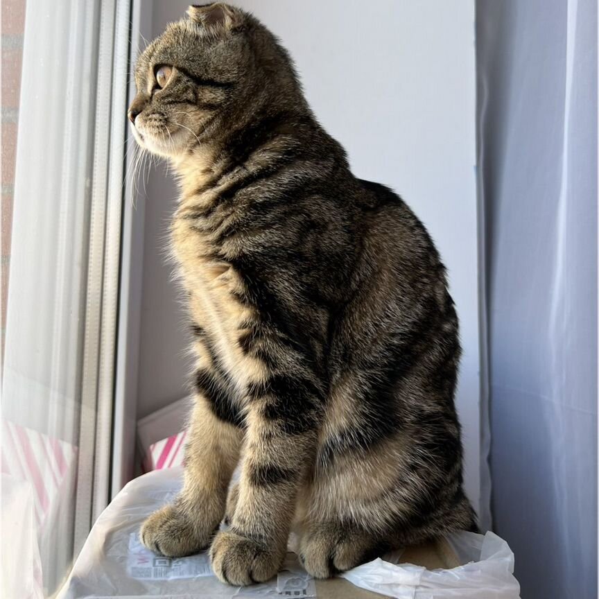 Шотландский вислоухий короткошёрстный котёнок