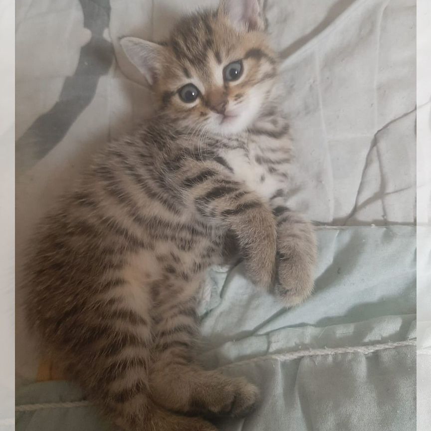 Котята