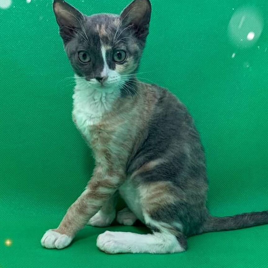 Уральский рекс котёнок