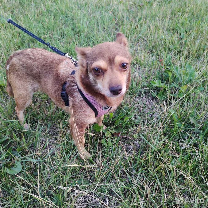 Собака Баффи в добрые ручки