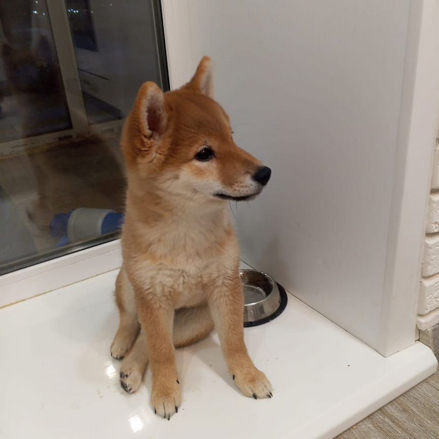 Продается щенок