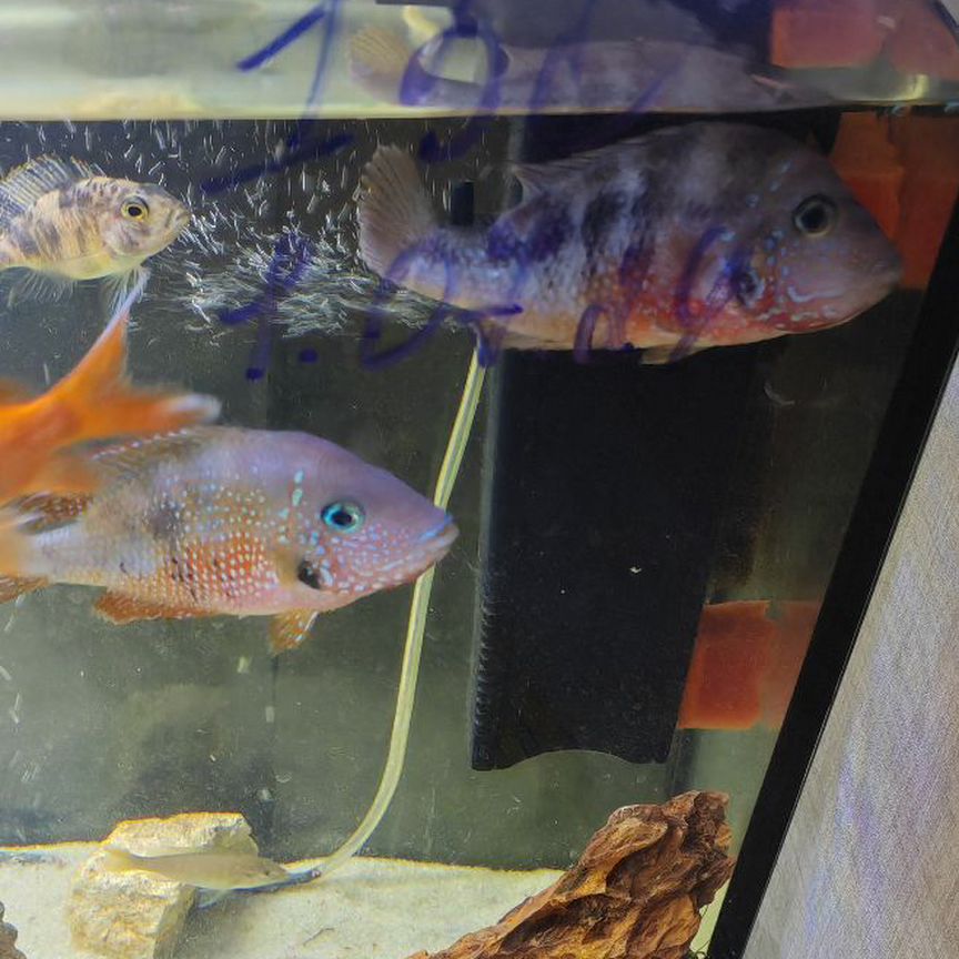 Цихлиды и сом