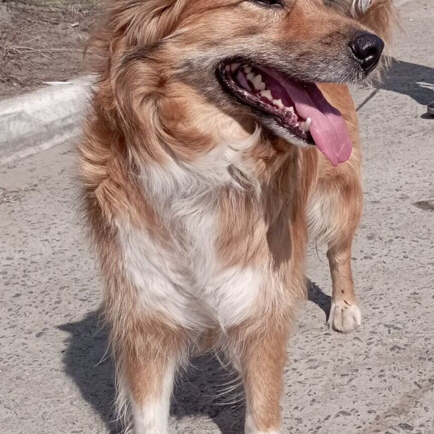 Собака в добрые руки