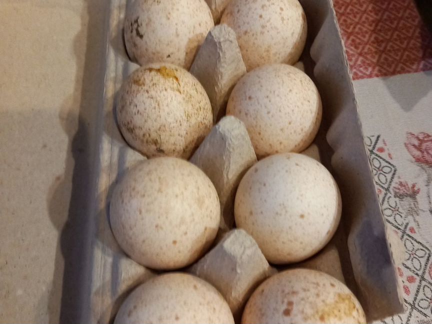 Инкубационное яйцо индейка бронза