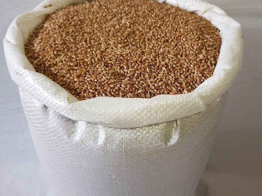 Зерно пшеница