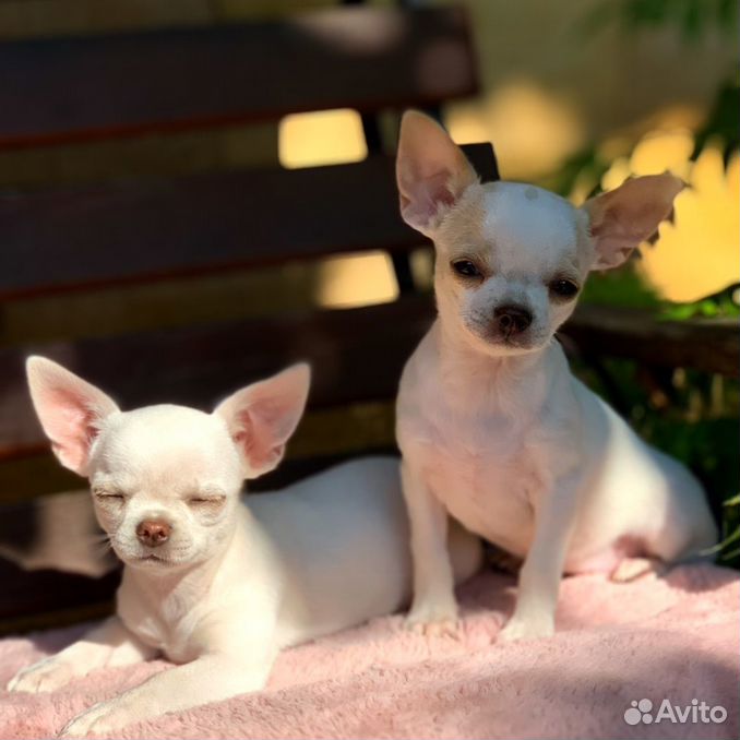 Чихуахуа Блондинки-Красавицы
