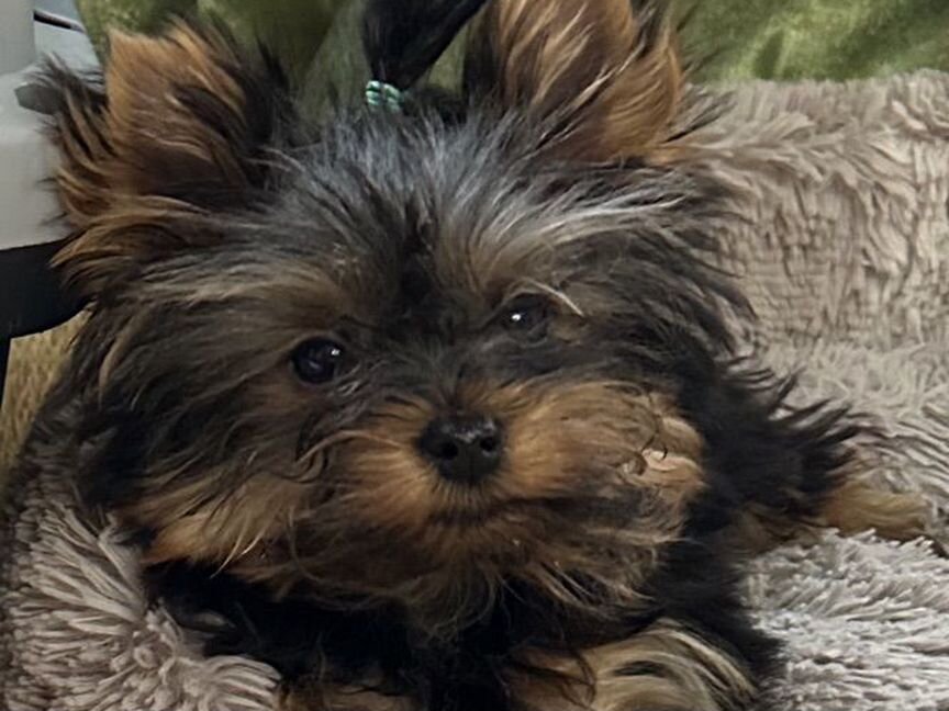 Йоркширский терьер