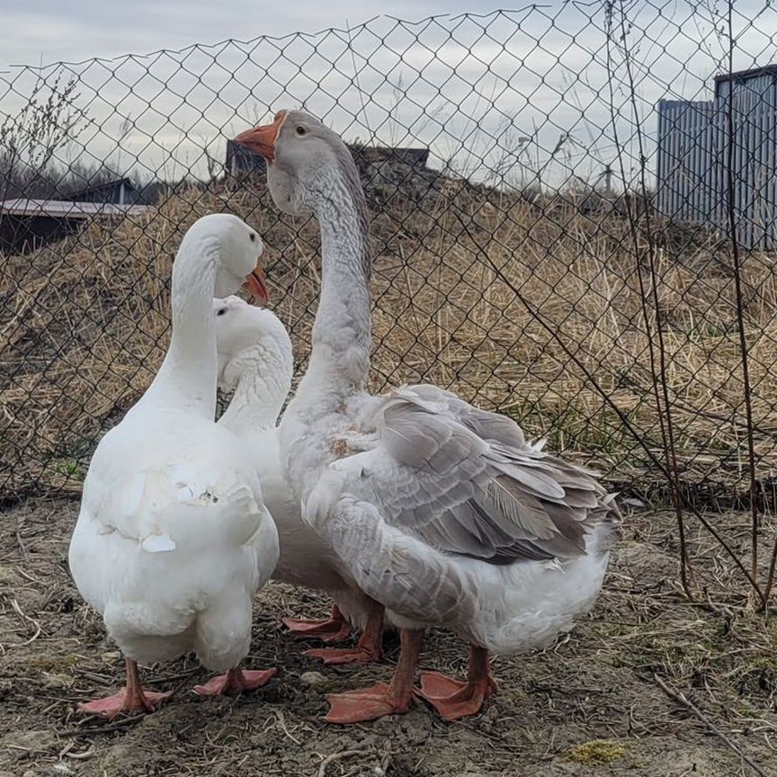 Холмогорские гуси