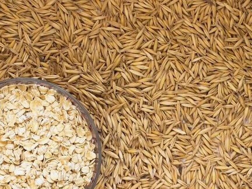 Зерно, овес, ячмеь пшеница