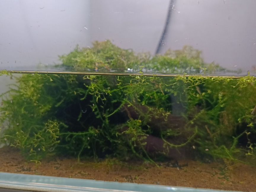 Мох крисмасс