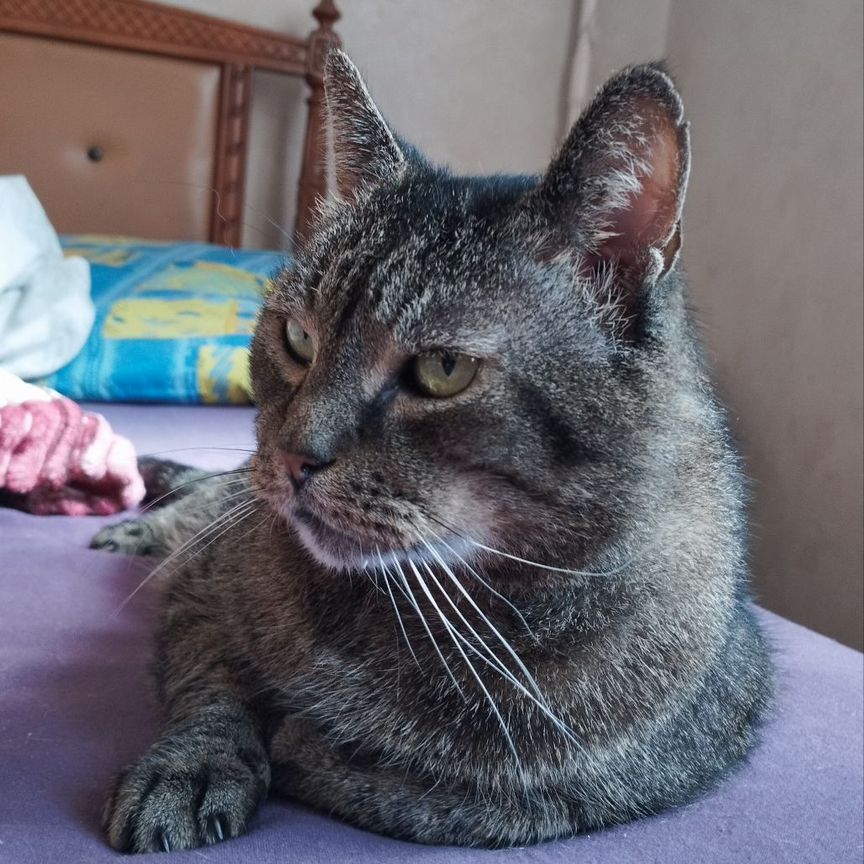 Кот Мефодий