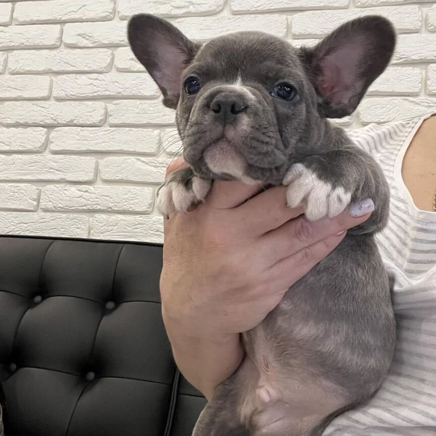 Французский бульдог, щенок