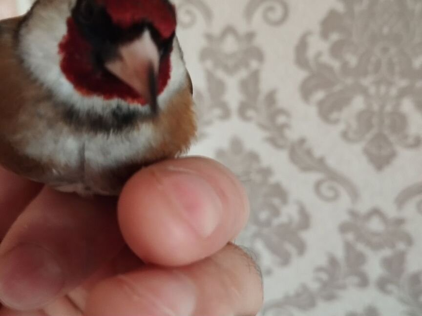 Щегол цыган