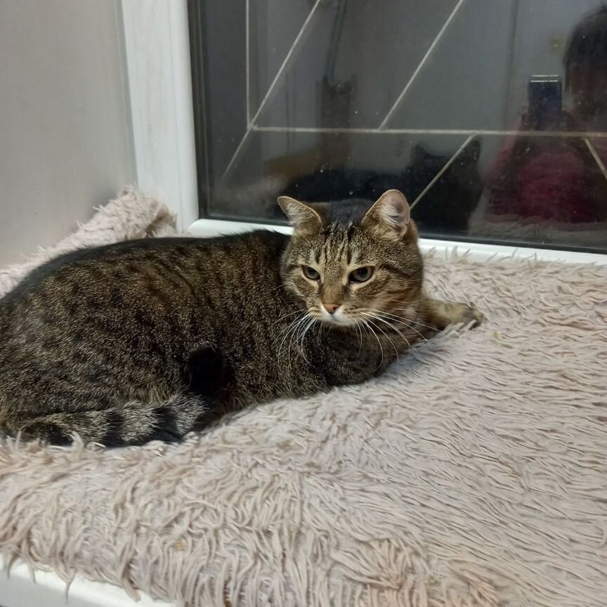 Найден кот