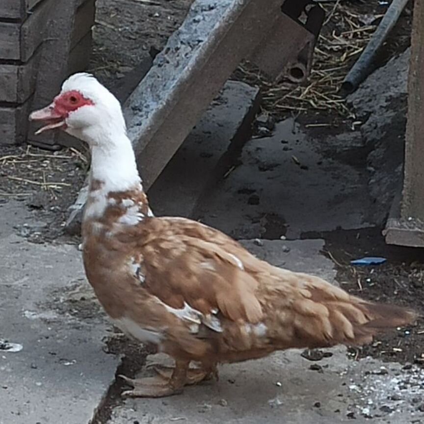 Индоутка мускусная утка