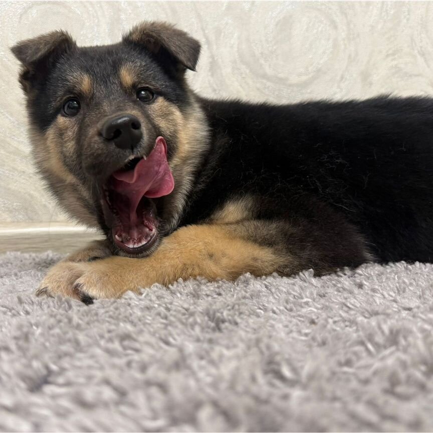 Щенок в добрые руки