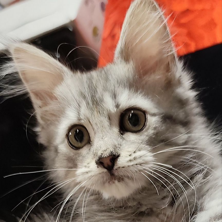 Мейн-кун котёнок