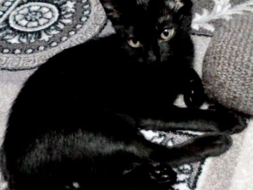 Черная кошечка, 3 мес. Приют