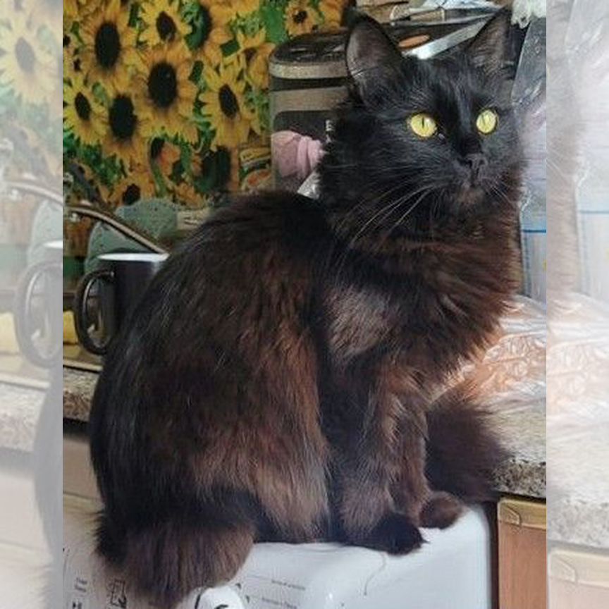 Черная кошка