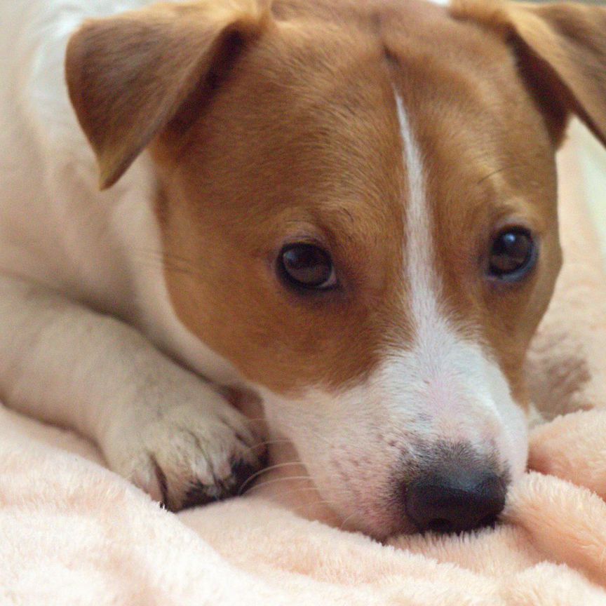 Вязка кобель джек рассел