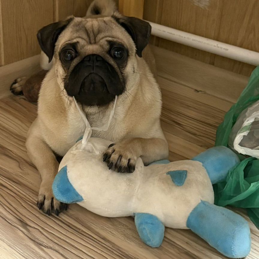 Мопс, щенок