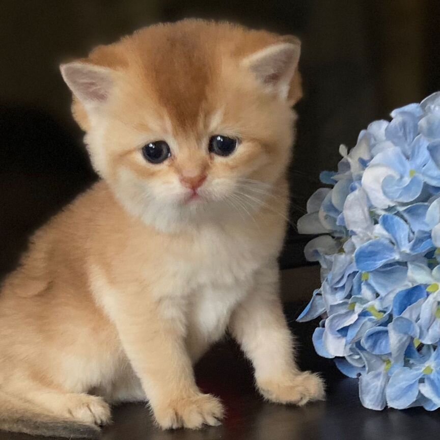 Британская кошечка Соня ny 12