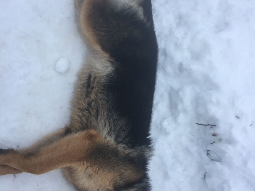 Немецкая овчарка