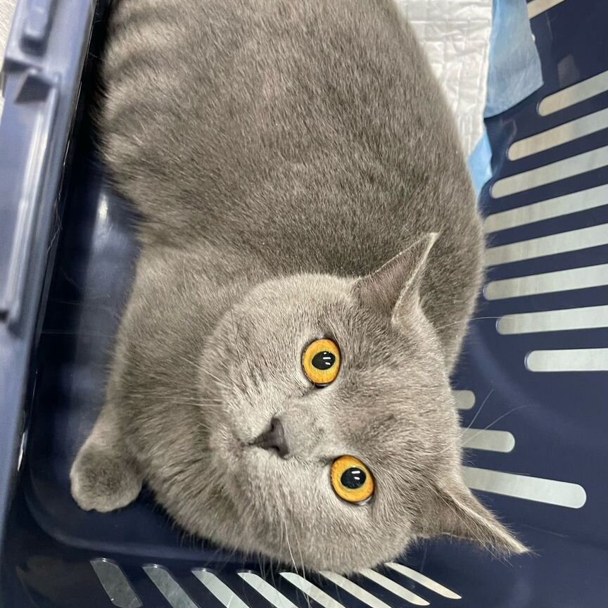 Британская кошка в добрые руки