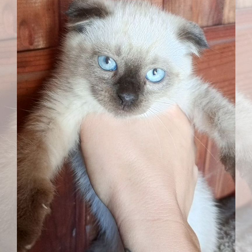 Котята в добрые руки бесплатно