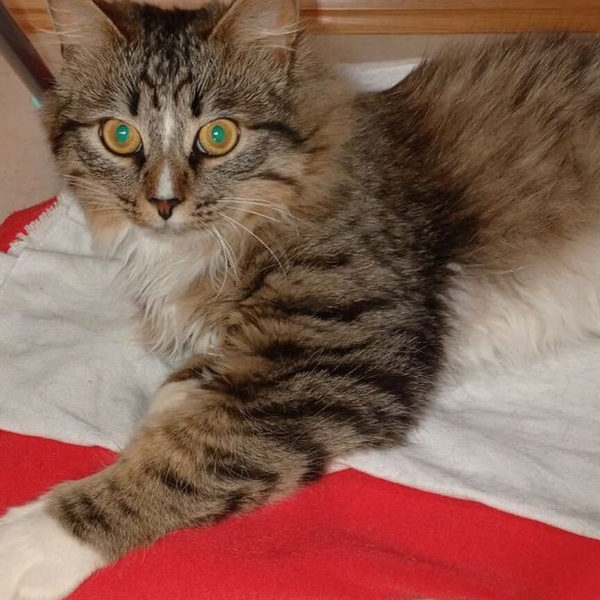 Котёнок в добрые руки