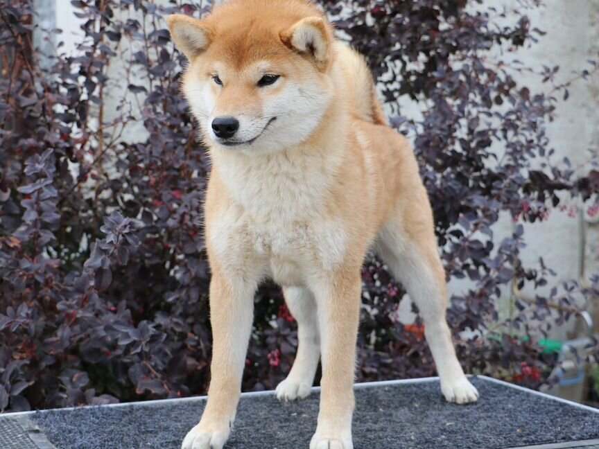 Сиба ину девочка 5,5 мес., РКФ