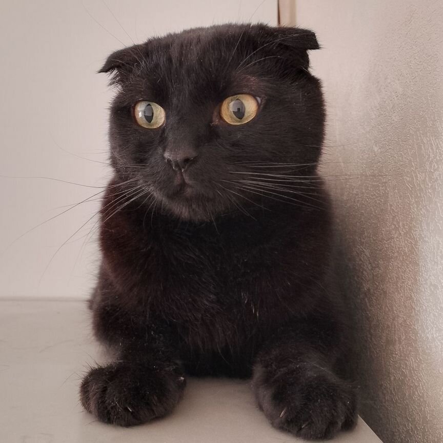 Шотландский вислоухий короткошёрстный, взрослый кот