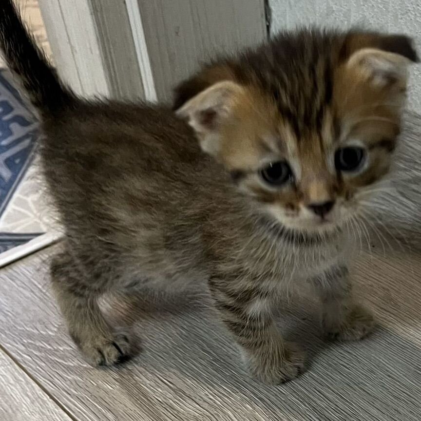 Отдам в добрые руки вислоухого котенка