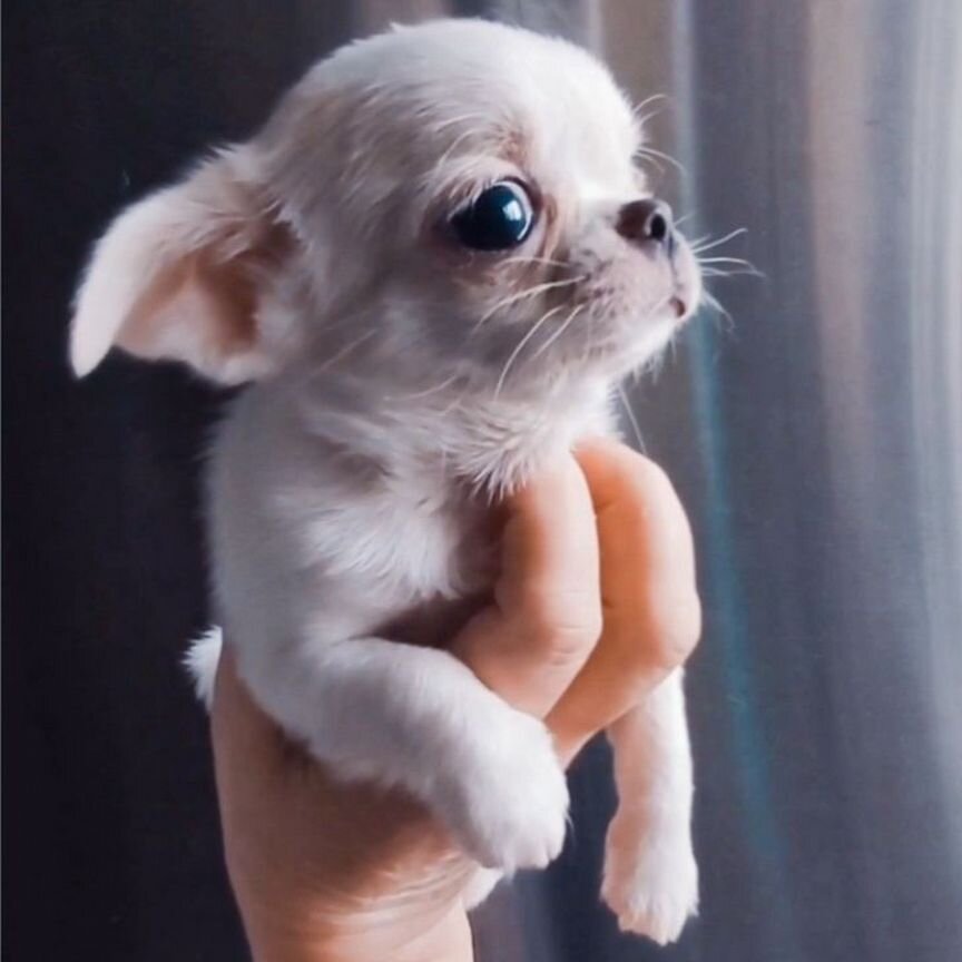 Щенки чихуахуа micro девочки