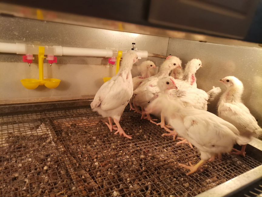 Цыплята несушки Доминант