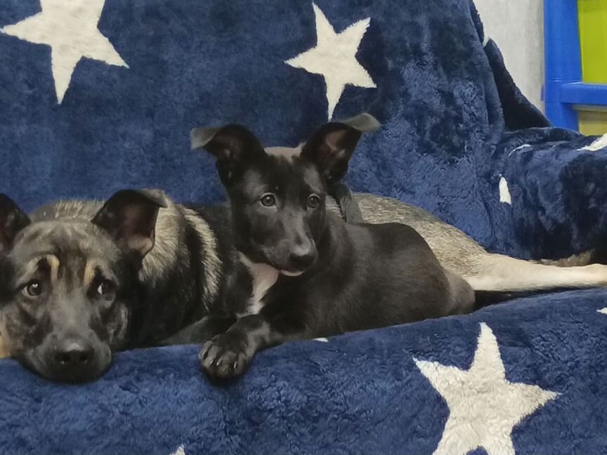 Собаки бесплатно в добрые руки щенки