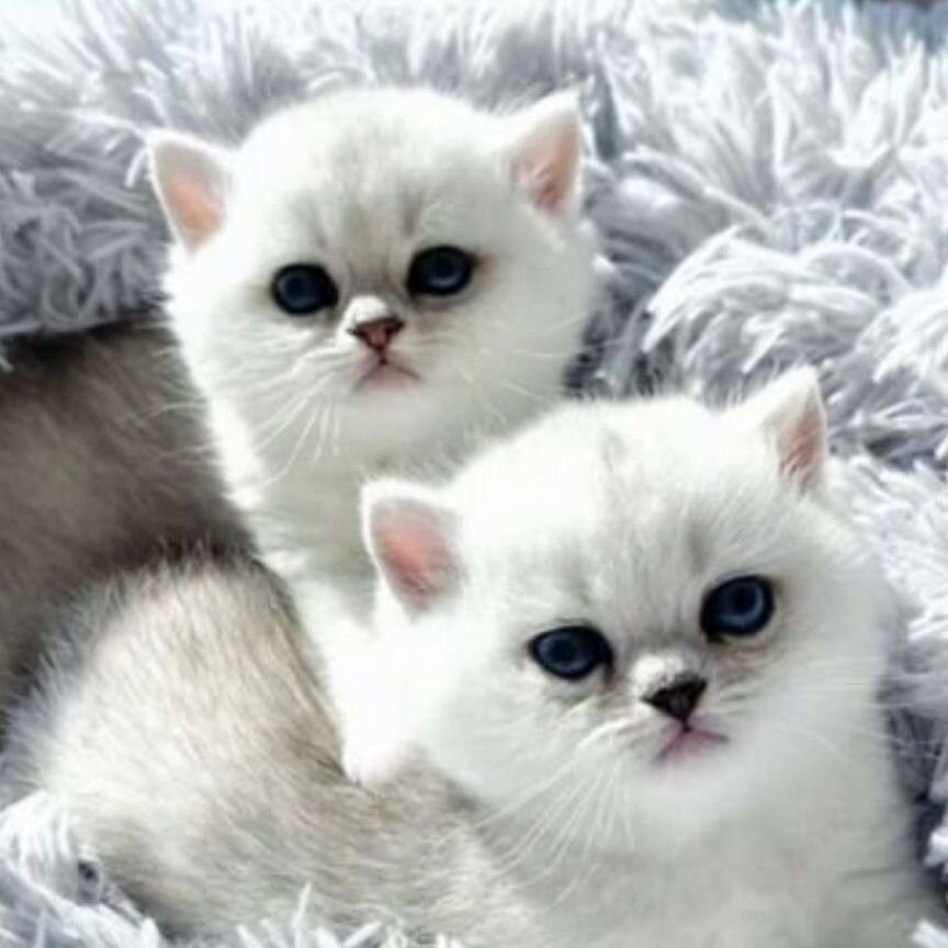 Котята