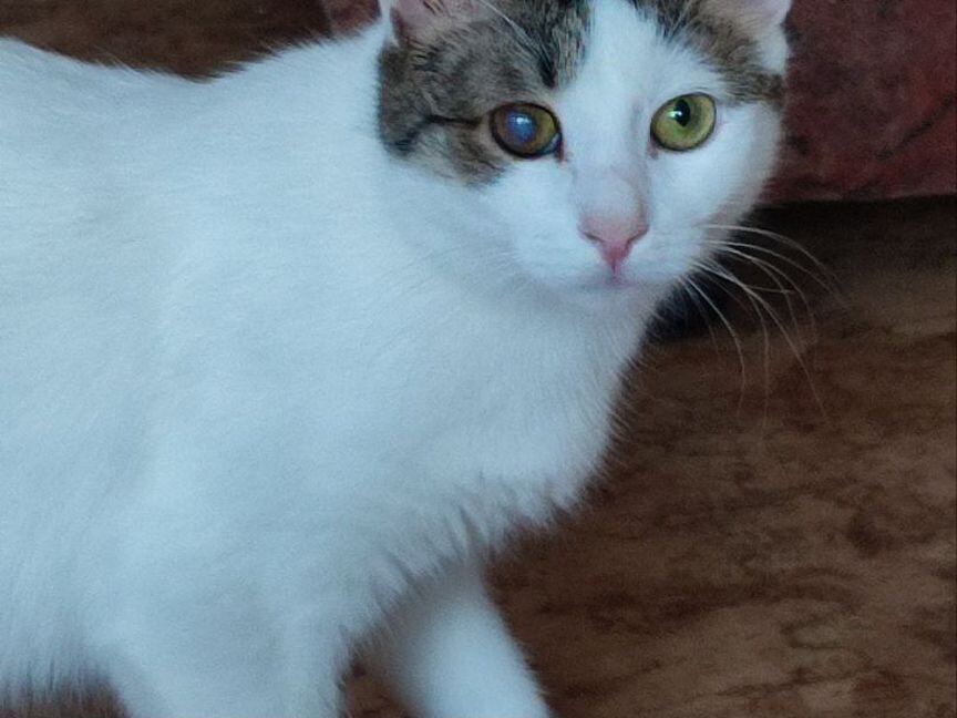 Кошка