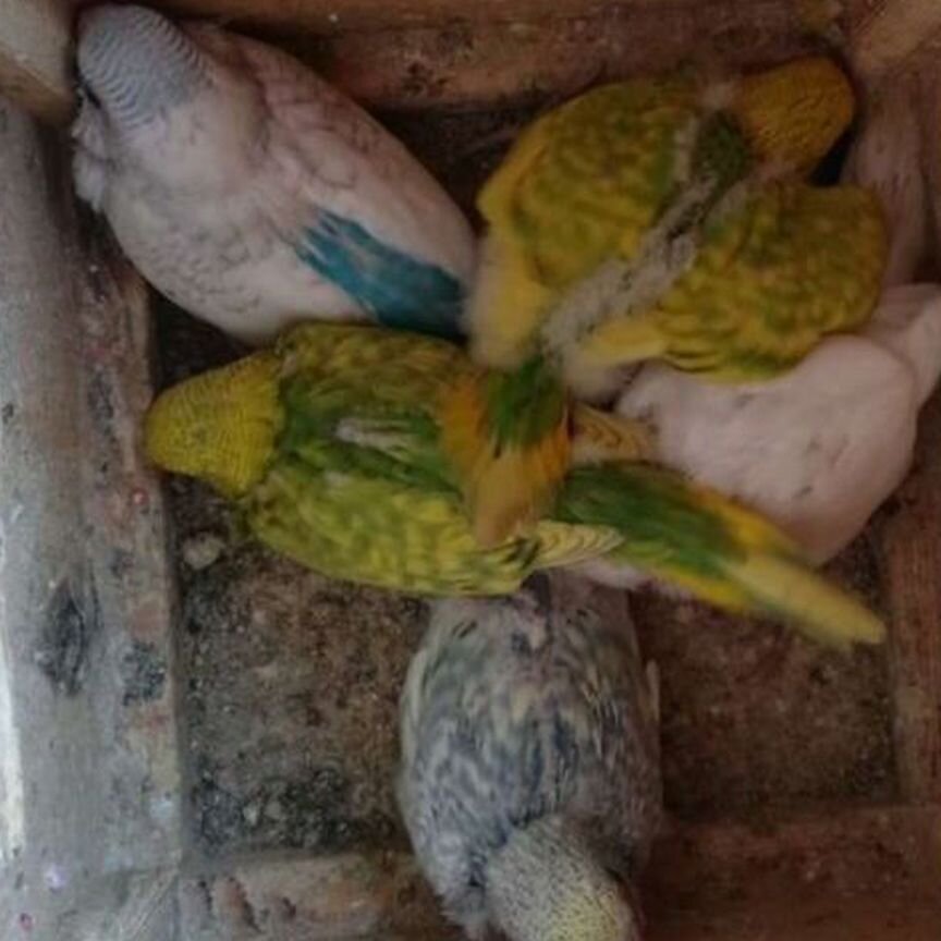 Птенцы волнистый попугай
