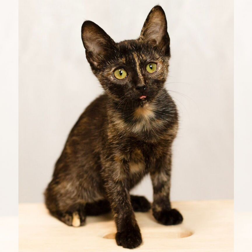 Девочка Чуча в добрые руки