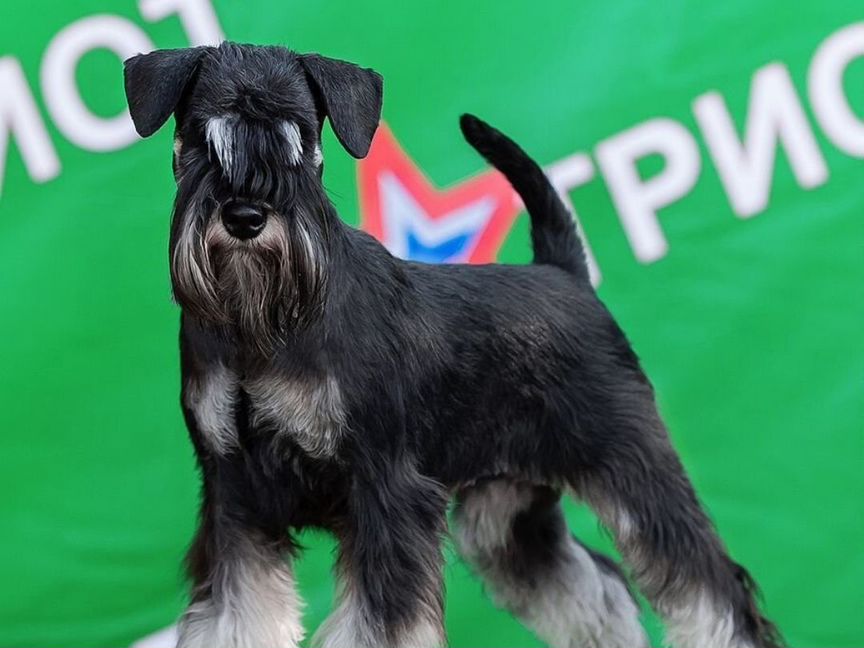 Цвергшнауцер щенки черный с серебром