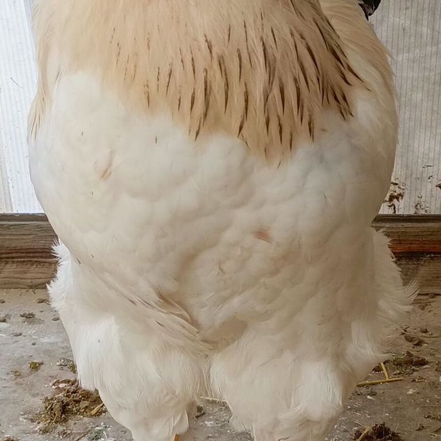 Куры и петухи