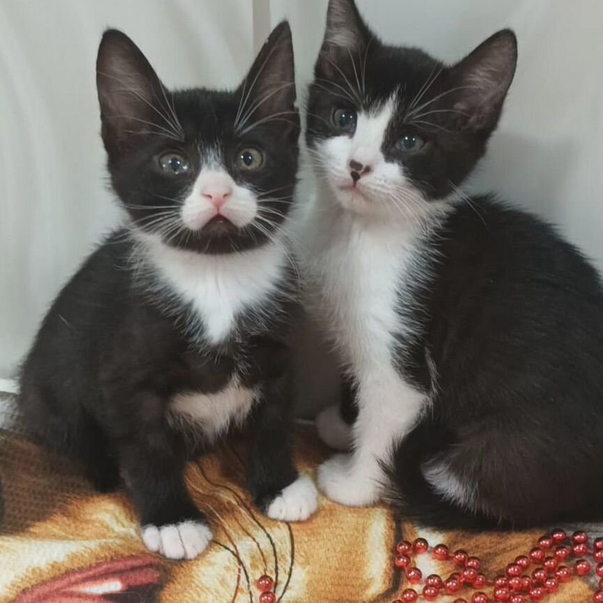 Шикарные котята-девочки 2 мес в дар