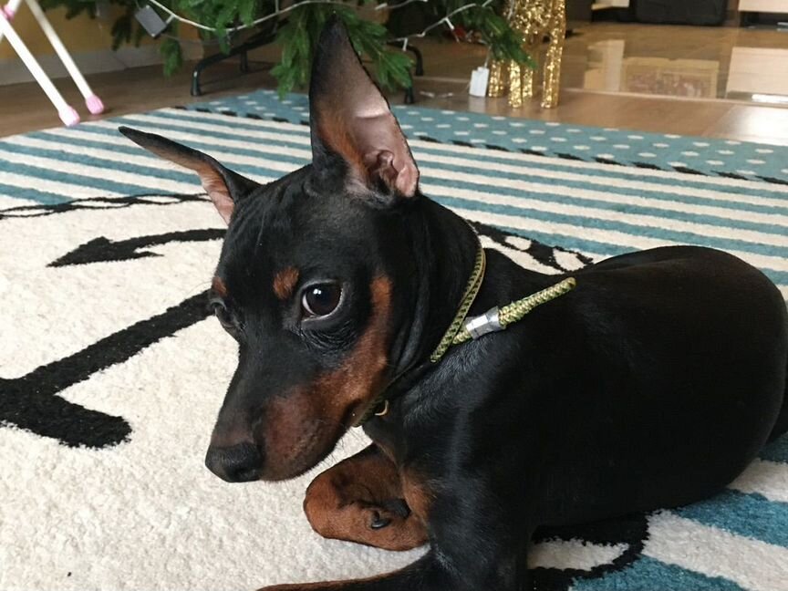 Цвергпинчер в добрые руки