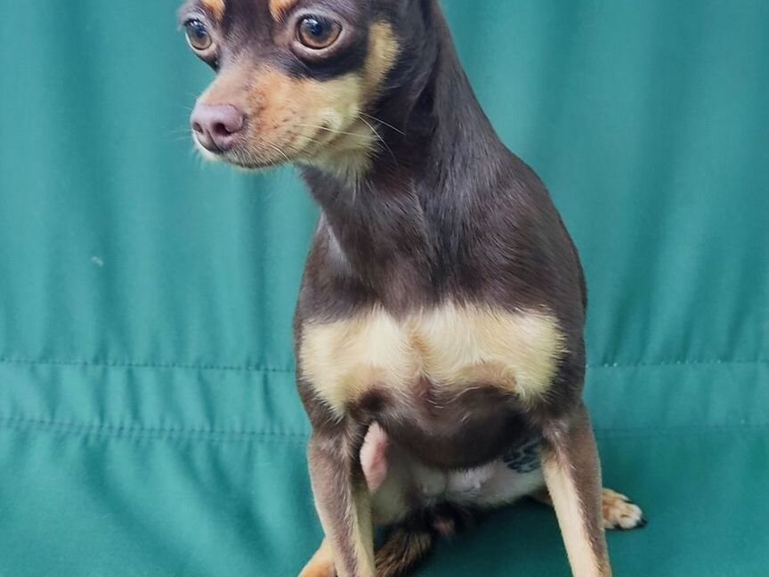 Красотка тоечка